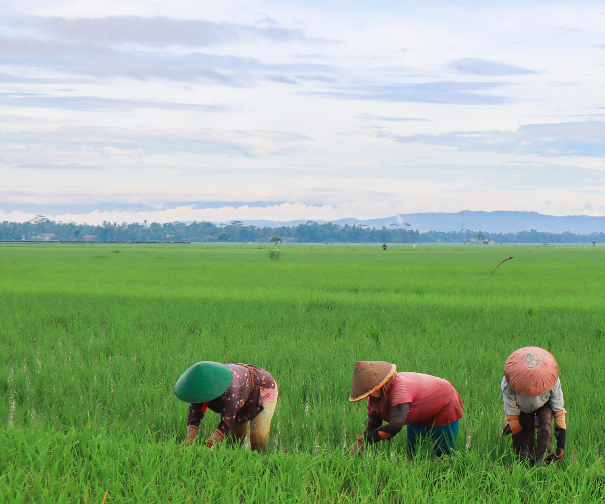 YU-Rice – Oststern